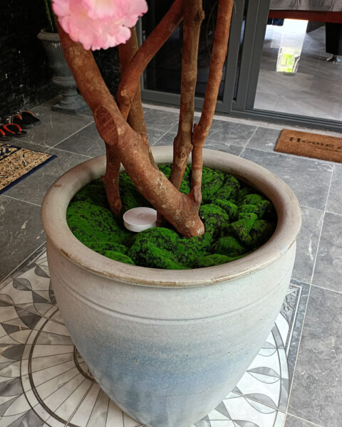 Artificial Ficus & Cherry Blossom Tree In Bulky Pot - EF Decor Studio